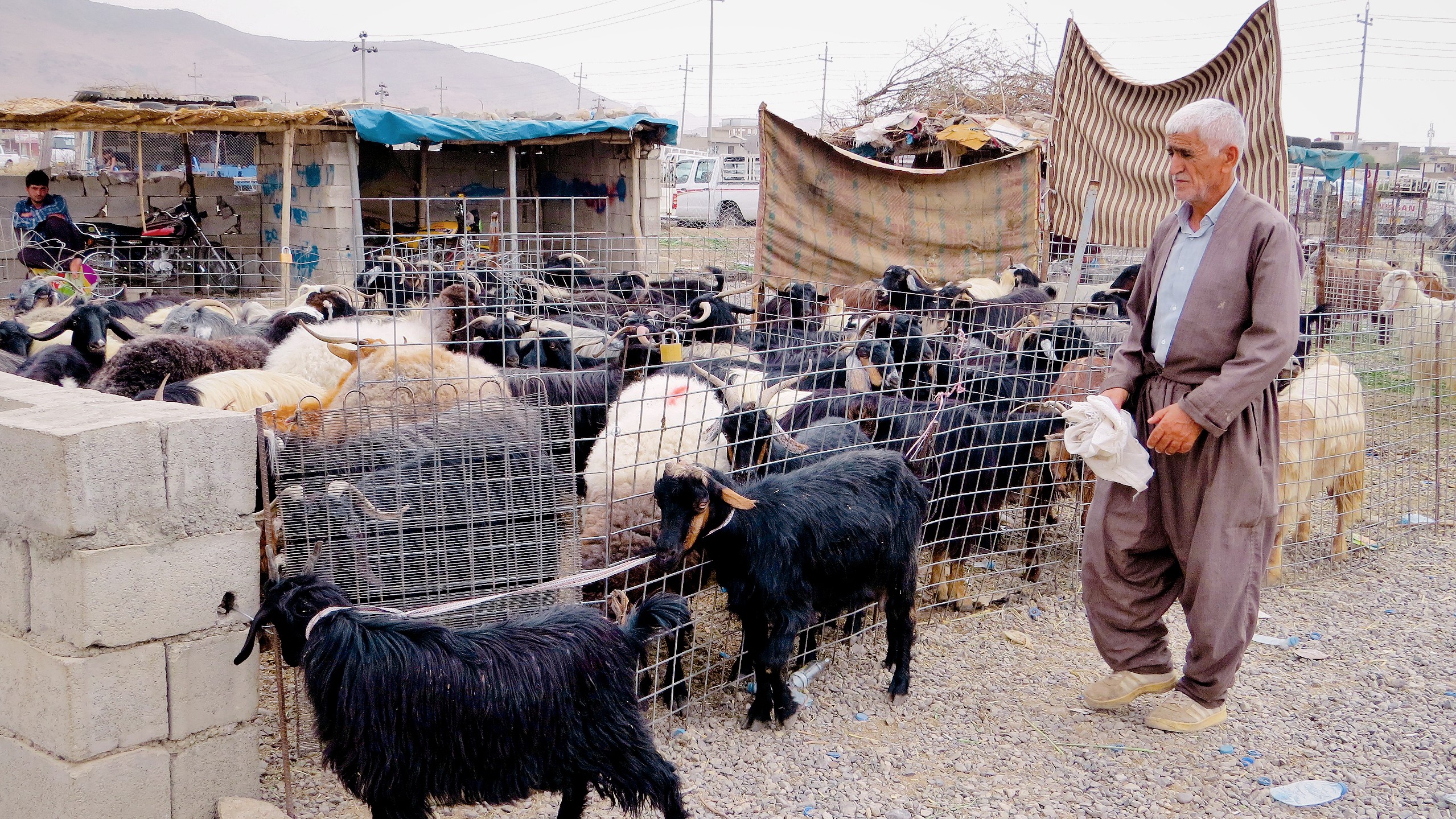 بڕیار لە کڕین و فرۆشتنی ئاژەڵ درا - تۆڕی میدیایی خەڵک